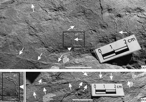 A B Archaeonassa Isp Trails In Situ Preserved On Bedding Plane
