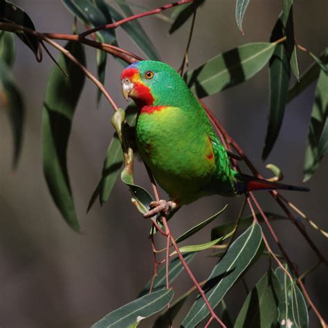 Bird Of The Month Swift Parrot Connecting Country Bird Of The Month Swift Parrot Connecting Country