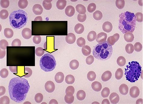Leukocyte Diagram Quizlet