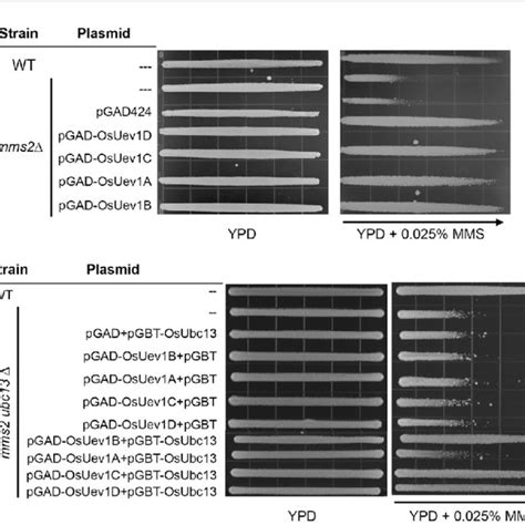 Functional Complementation Of Yeast Single And Double Mutants A Download Scientific Diagram