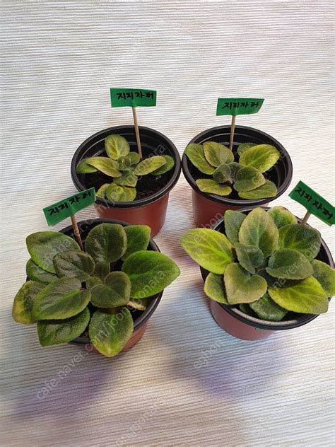 미니 바이올렛 12종류 일괄 15만원에 매매합니다 인테리어소품 중고나라