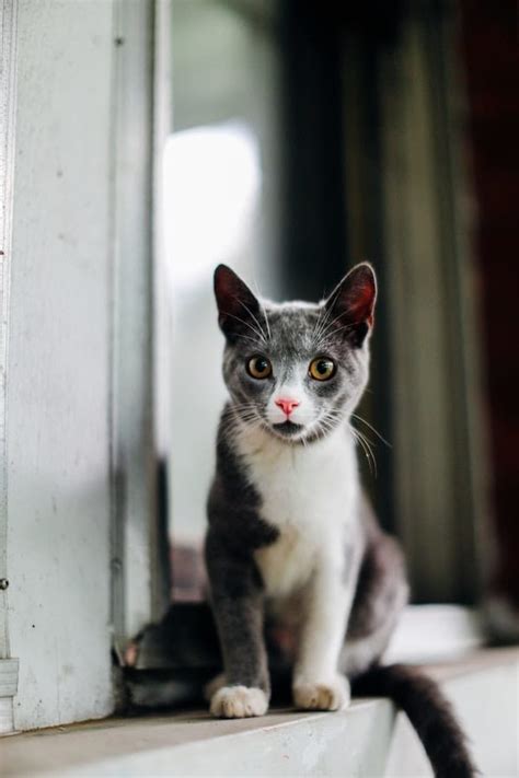 Why Is My Cat Balding 6 Causes You Should Know