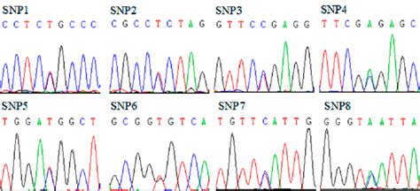 The Sequencing Maps Of The Eight Detected Single Nucleotide Download Scientific Diagram
