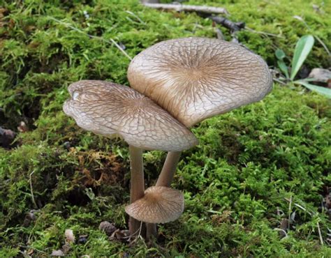 きのこメモ Xerula sp