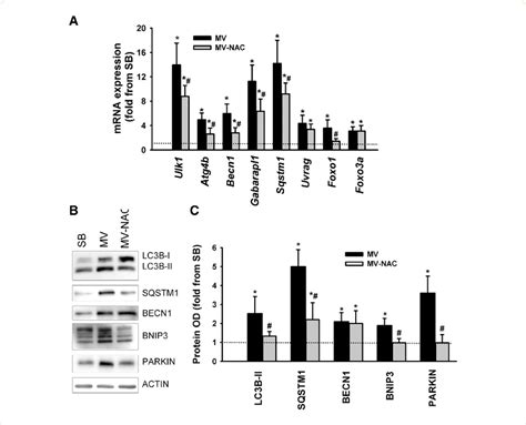 A Mrna Expressions Of Ulk1 Unc 51 Like Autophagy Activating Kinase Download Scientific
