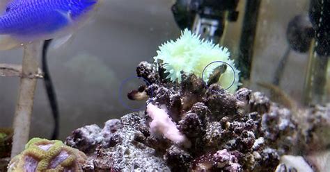Weird Blob Algae Album On Imgur