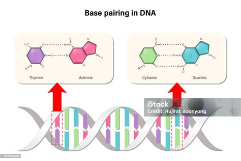 Base Pairing In Dna Dna Nucleotide Dna Double Helix Deoxyribonucleic Acids Nitrogenous Base And