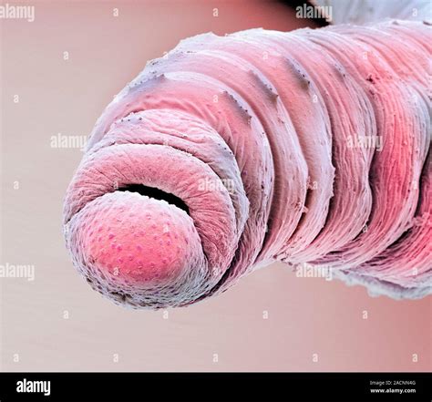Earthworm Head Coloured Scanning Electron Micrograph Sem Of The Head Of A Small Annelid