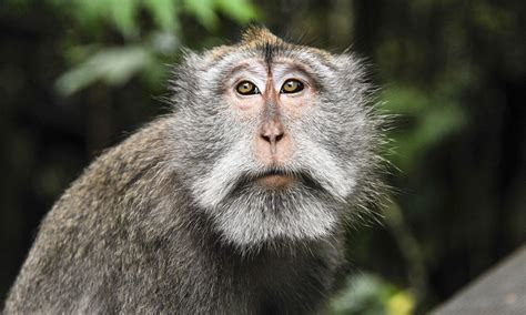 High Resolution Wallpaper Monkeys Monkey Wallpapers Images Photos