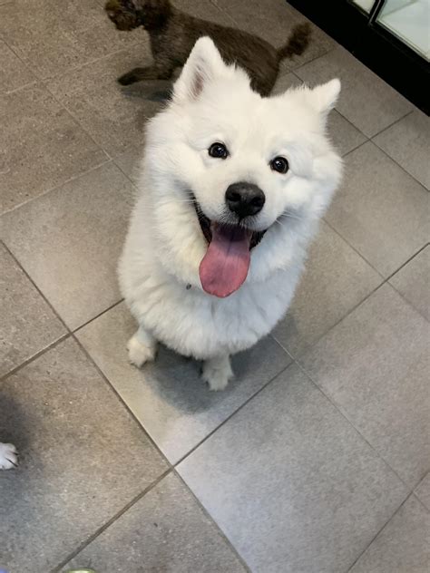 사모예드 망고 강아지 책임분양 ♥ 강아지무료분양 고양이무료분양 유기견입양 아이조아요양보호소