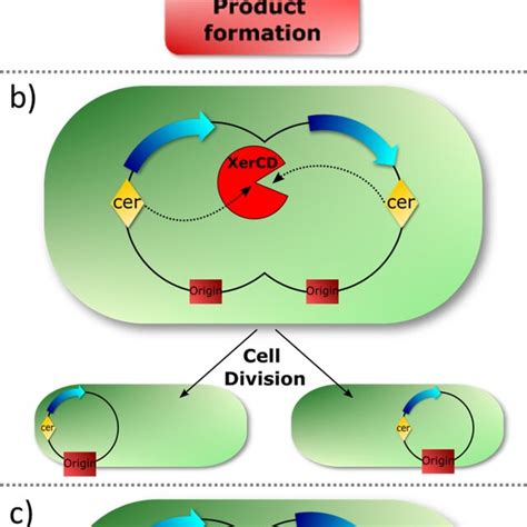 A A Structural Mutation In The Production Genes Red Cross Causes