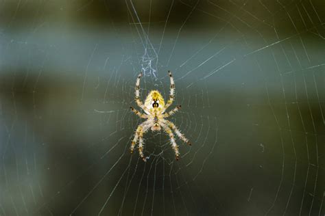 The Hidden Signs You Need Immediate Spider Pest Control