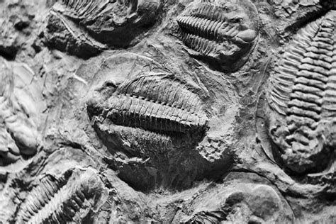 Scientists Just Found The Oldest Fossil Ever Unearthed In America