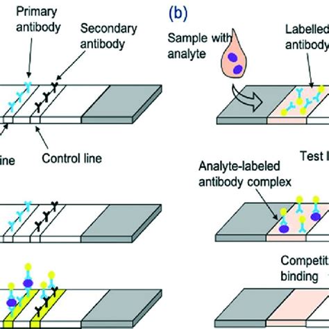 Enzyme Lateral Flow Immunoassay For Pregnancy Testing In Cows A Download Scientific Diagram