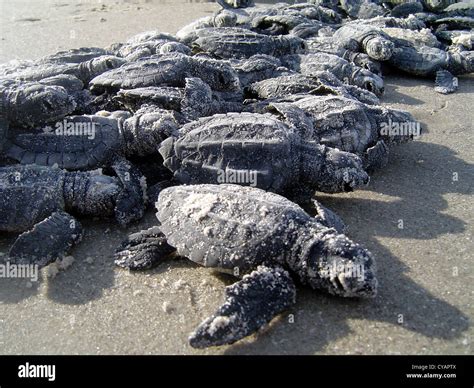 Kemps Ridley Sea Turtle Hatchlings Make Their Way To The Gulf Of