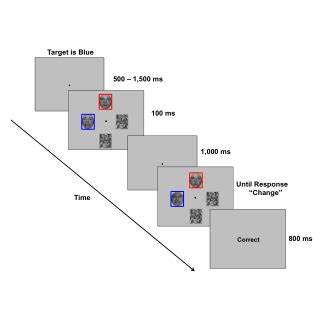 Task Schematic For The Lateralized Visual Working Memory Face Change Download Scientific