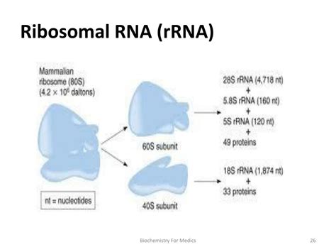 Ppt Rna Tertiary Structure Powerpoint Presentation Free Download Id 2109713