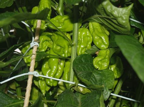 Выращивание гигантского острого перца День 98 й Чилисад Дзен
