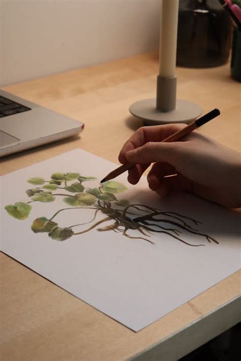 손으로 그리는 예술적인 식물 그림 실내 · 무료 스톡 사진