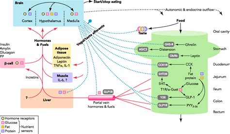 Nutrient Sensing By The Brain With Permission From Ref 5 Berthoud Hr