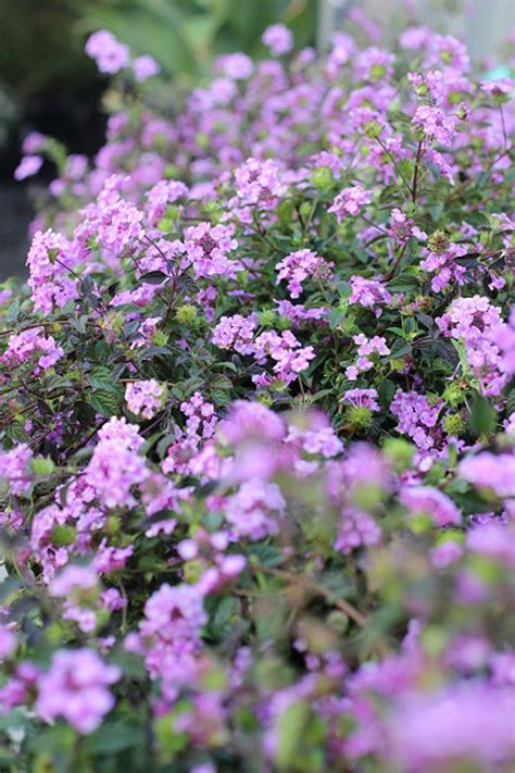 Lantana Pink Caprice Devil Mountain Wholesale Nursery