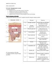 FINAL LABS BIOS Online Labs Week Integumentary System Lab Docx BIOS OL Week Lab Name