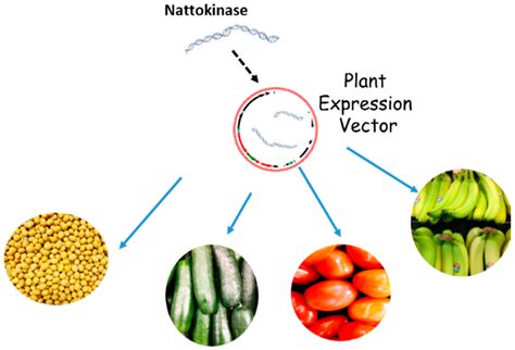 Nattokinase An Oral Antithrombotic Agent For The Prevention Of