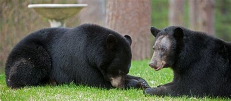 Questions Gulls Bears Update May 6 2015 The Wildlife Research