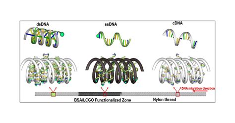Graphene Oxide Functionalized Thread Based Electrofluidic Approach For Dna Hybridization Acs Omega