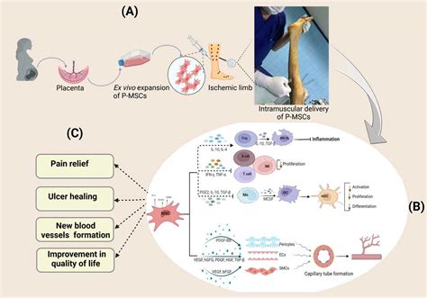The Future Of Stem Cell Therapy In Als Emedicodiary