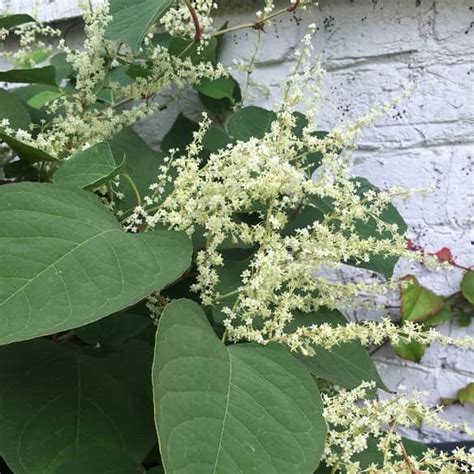 Japanese Knotweed Identification Guide Expert Tips Environet