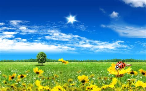 Meadow Wallpapers Top Free Meadow Backgrounds Wallpaperaccess