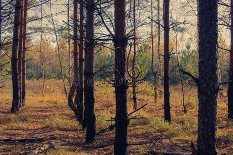 Корзина грибов в близости стоковое изображение изображение насчитывающей день 106442133