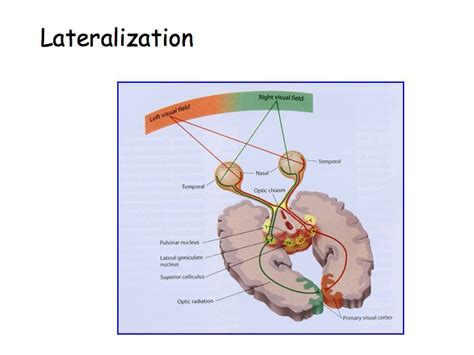 Perception Lecture Notes Lgn And V1