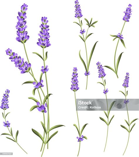 프로방스 꽃 컬렉션입니다 라벤더 꽃 요소의 집합입니다 보라색 꽃 키트입니다 패션 여름 프린트 번들 초대 카드 및 템플릿 디자인에 대한 요소입니다 꽃 식물에 대한 스톡 벡터