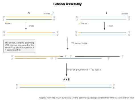 Teamepf Lausanneprotocolsgibson Assembly