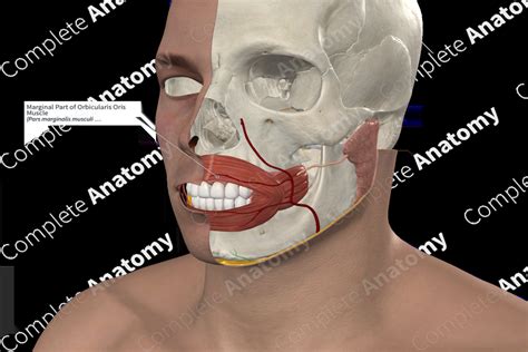 Orbicularis Oris Muscle Orbicularis Oris Mentalis Depressor Anguli