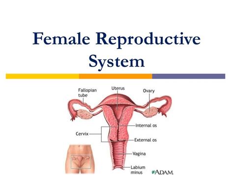 Female Reproductive System