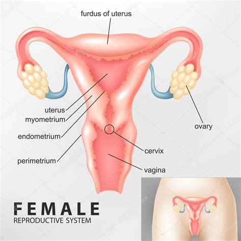 Female Reproductive System Diagram Se 6