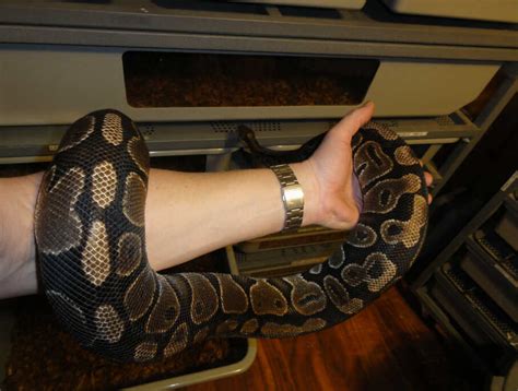 Show Me Your Biggest Ball Python