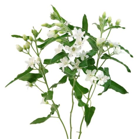 Tweedia Flower White Tiny White Flowers Small White Flowers Tweedia