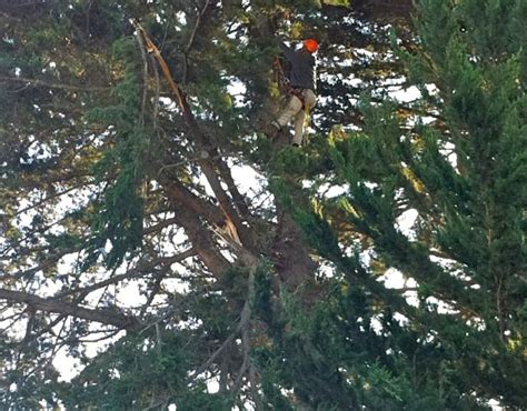 The Best Time To Prune Trees In Winter Ned Patchett Tree Care Consulting