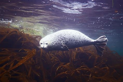 Premium Photo Marine Animals Underwater Photo