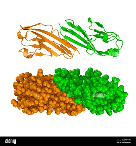 Fibroblast Growth Factor Receptor 2 Fgfr2 Molecular Models Of The Secondary Structure Top