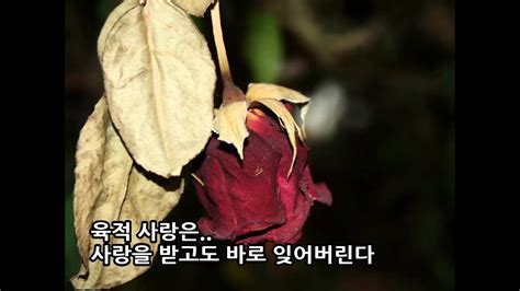 상록수 정명석 멘토의 동영상 모르고 하면 Jms 여신도 충격 감동 Youtube