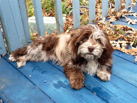 96 Best Images About Cockapoo On Pinterest English Cocker Spaniel