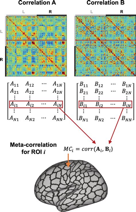 Schematic Diagram Describing The Roi Level Meta‐correlation At The Top