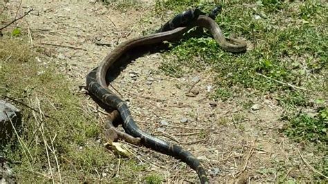 충격 엄청 큰 구렁이 교미영상 ㅋㅋ 잠깐 혐오스럽다고 생각하시는분 시청금지 Youtube