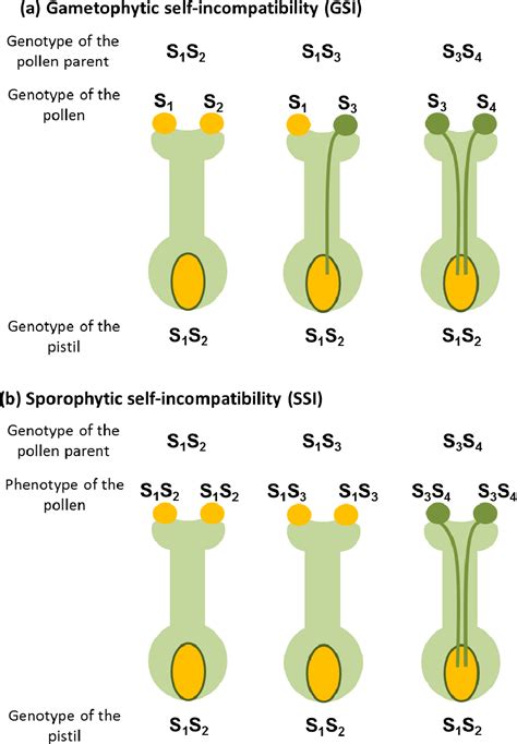 table 1 from genetics of self incompatibility in perennial ryegrass