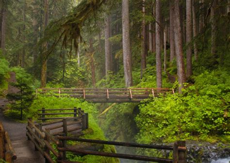 Parque Nacional Olympic Cosas Que Hacer En 2020 Viator